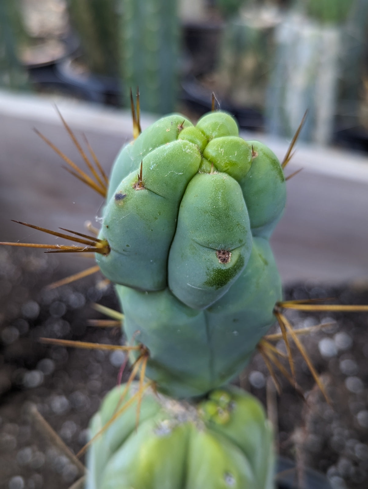 Trichocereus Bridgesii "Vienna" – Third Eye Forest
